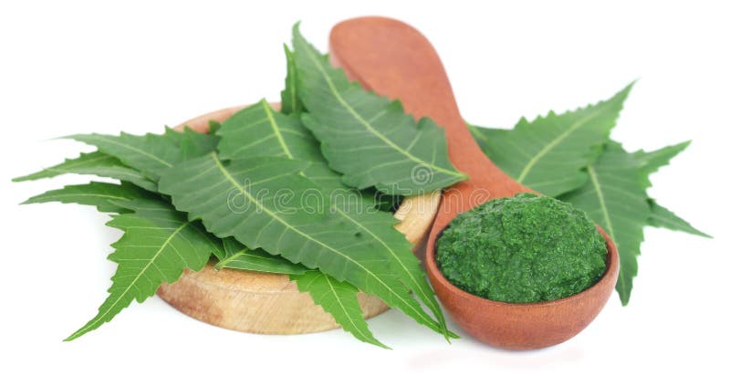 Medicinal Neem Leaves with Ground Paste Stock Photo - Image of leaf ...