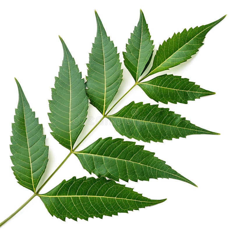 Medicinal Neem Leaves â€ Herbal Remedy Isolated Stock Illustration ...