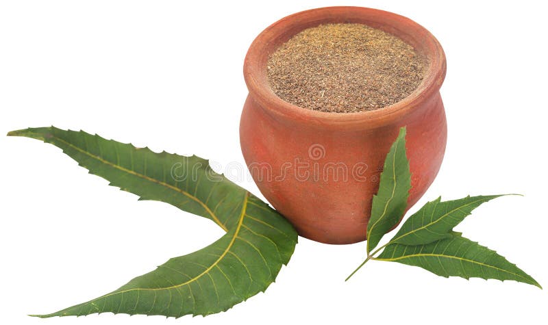 Medicinal Neem Leaves with Powder Stock Image - Image of branch ...