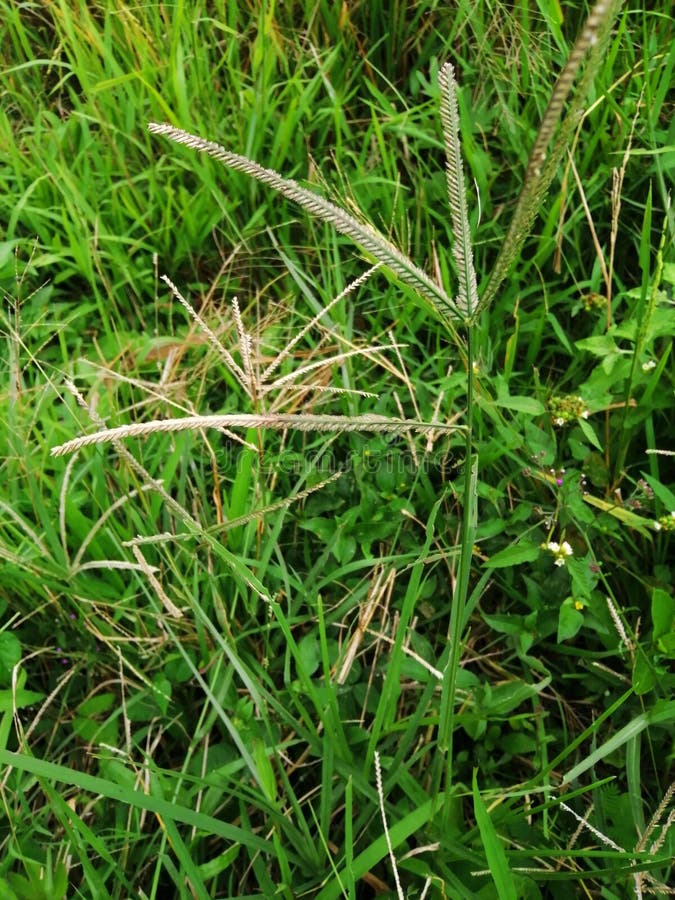 Paragis Stock Photos - Free & Royalty-Free Stock Photos from Dreamstime