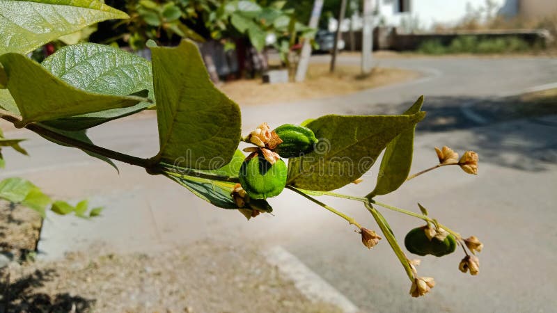 Medicinal Parijat Tree or Nyctanthes Arbor Tristis Seed Stock Photo ...