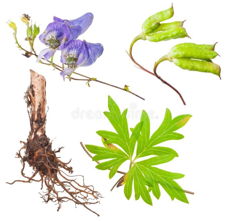 Medicinal plant: Aconite stock photo. Image of danger - 59199412