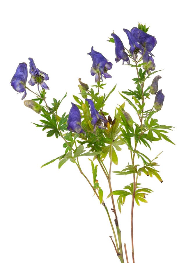 Medicinal plant: Aconite stock photo. Image of medicine - 63237546