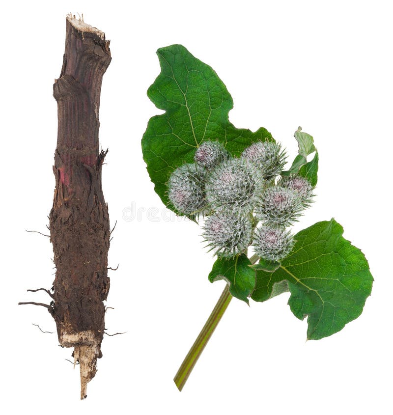Plant Burdock Proudly Grows in the Field Stock Photo - Image of nature ...