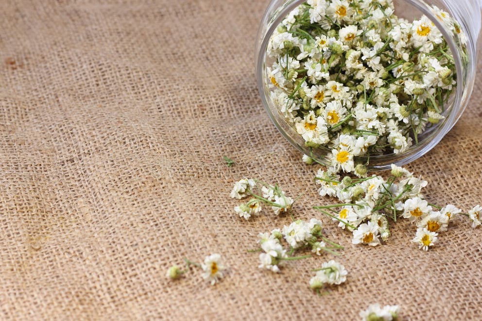 A medicinal plant stock photo. Image of medicinal, daisy - 55543720