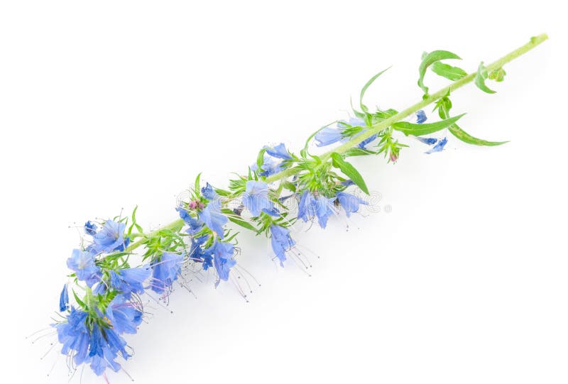 Plant Echium Candicans, Endemic Island of Madeira, Blooms Close-up ...