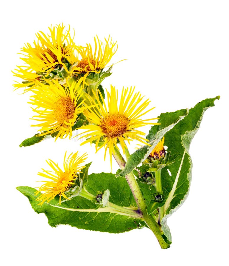 Medicinal Plant. Elecampane (Inula Helenium) Stock Image - Image of ...