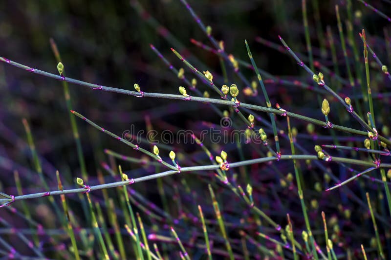 Medicinal Plant Equisetum Hyemale in Spring Stock Image - Image of ...