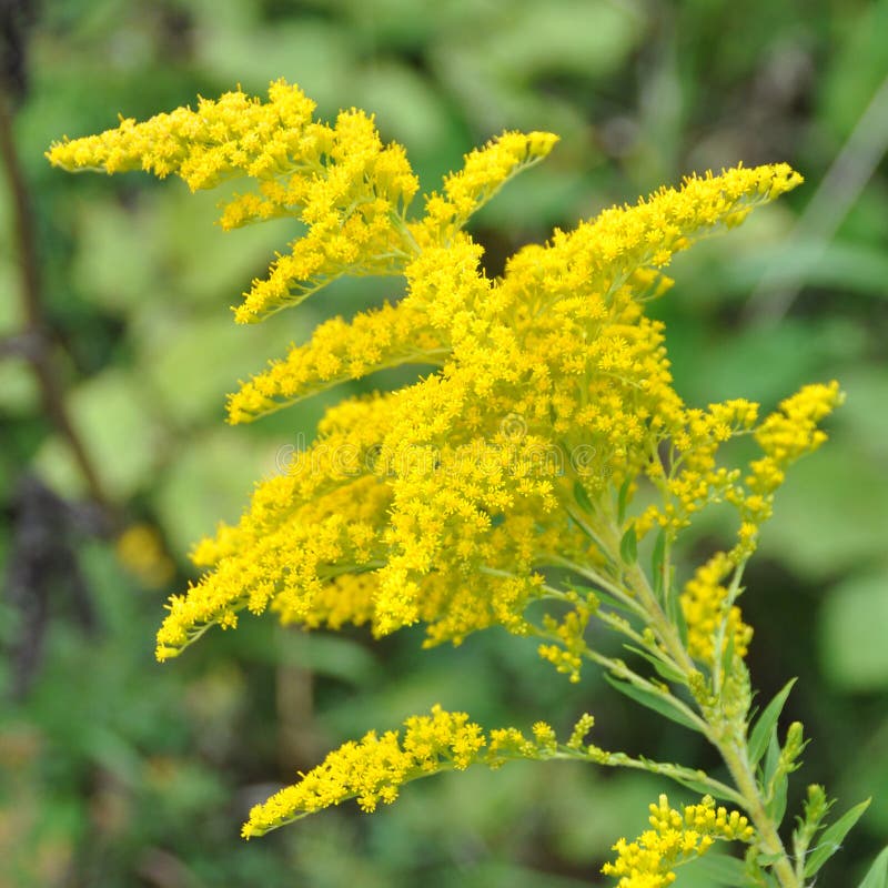 Goldenrod stock image. Image of details, weed, pollen - 21789147
