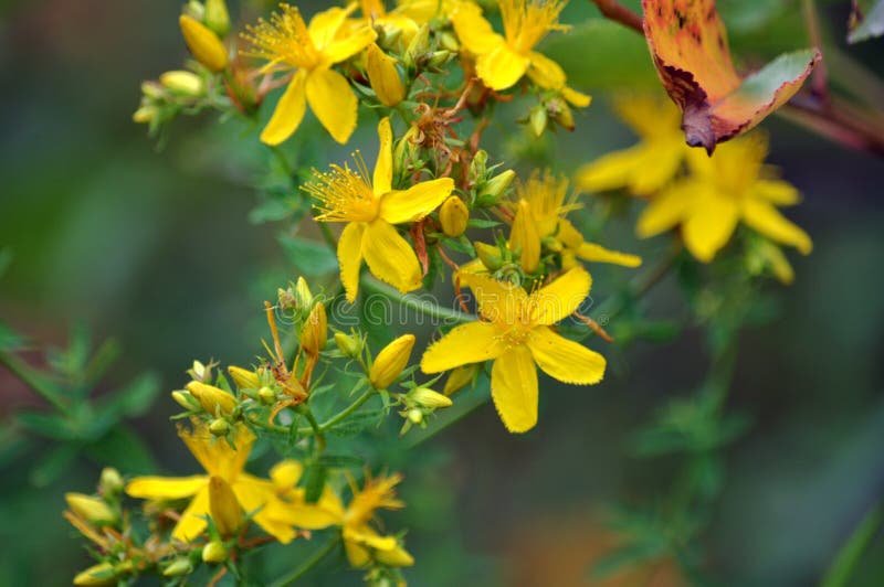 Medicinal Plant Hypericum Perforatum Stock Photo - Image of officinal ...