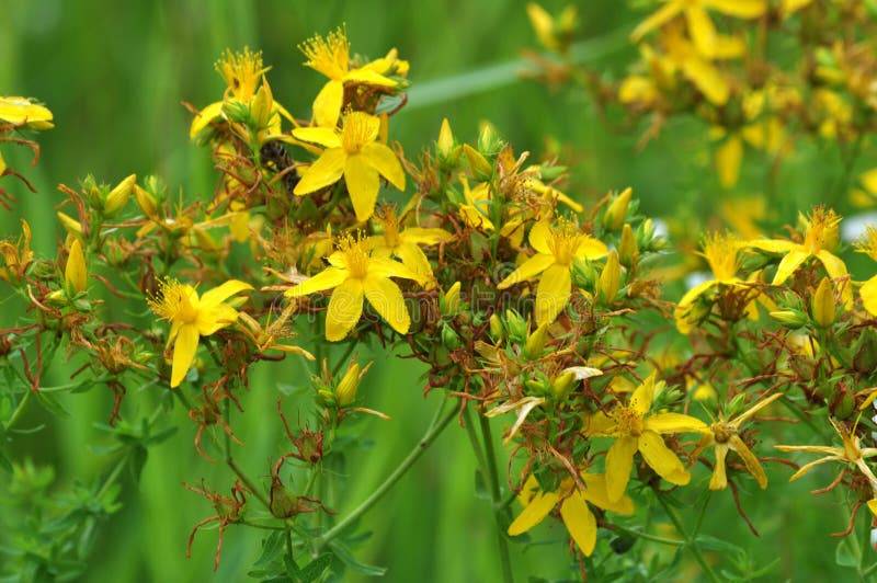 Medicinal Plant Hypericum Perforatum Stock Photo - Image of botanical ...
