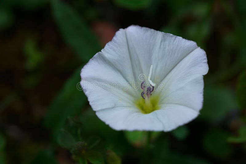 Medicinal Plant or Invasive Weed Field Bindweed Convolvulus Arvensis ...