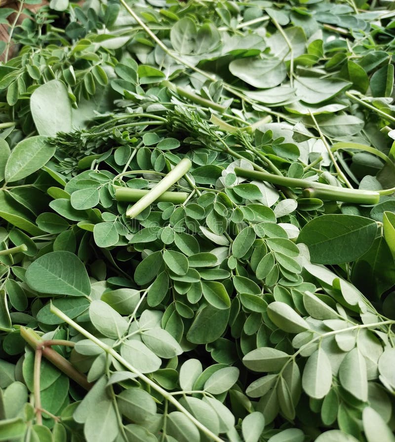 Medicinal Plant Moringa Leaves Stock Photo - Image of branch, medicinal ...