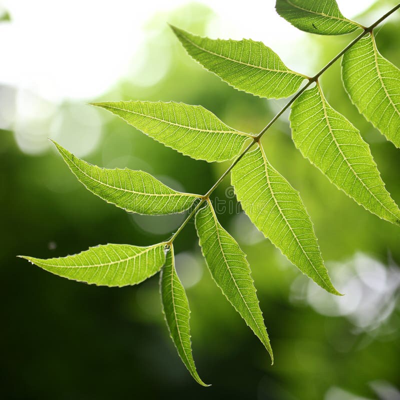 Medicinal Plant - Neem Leaves Stock Photo - Image of healing, neem ...