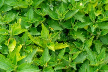 Medicinal Plant Nettle Texture Background Stock Photo - Image of ...