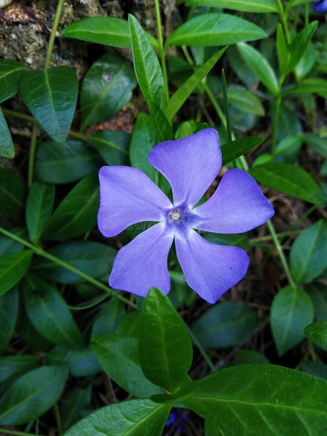 Medicinal Plant. Spring Flower Periwinkle. Stock Image - Image of plant ...
