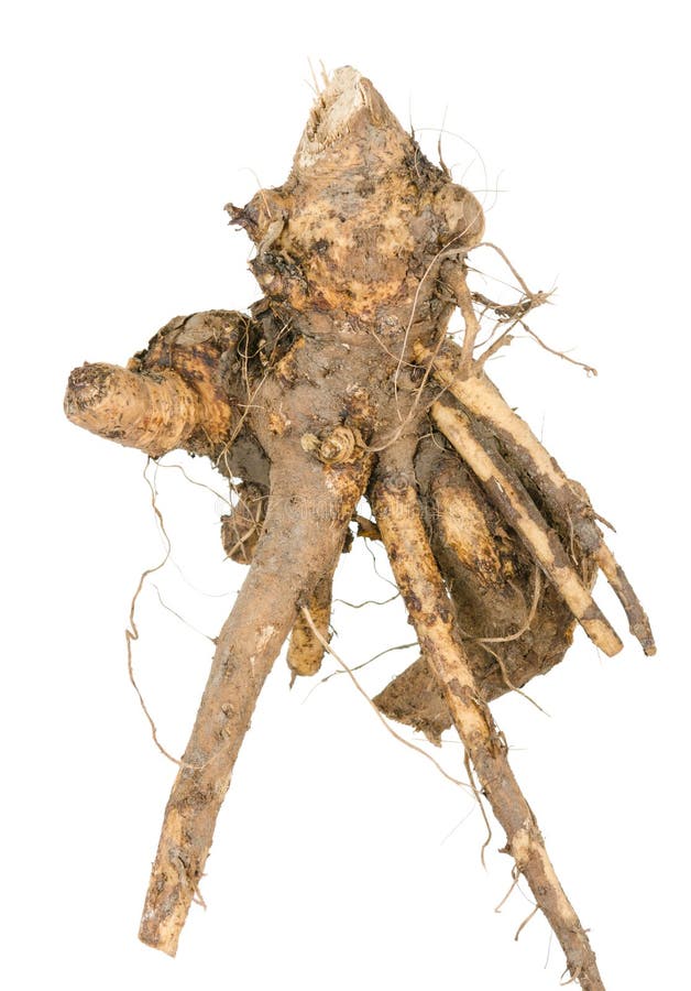 Medicinal Plant. the Root of Elecampane Stock Photo - Image of detail ...