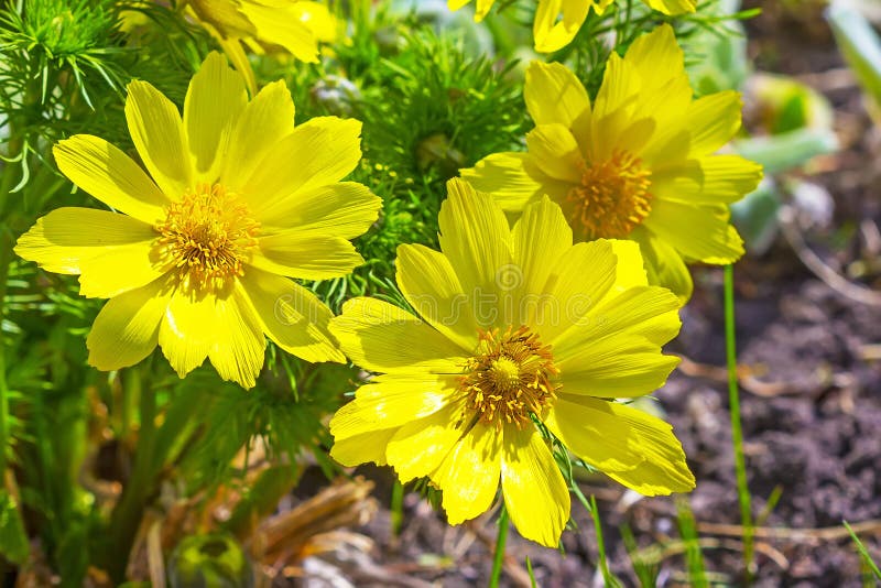 Medicinal Plant of Siberian Adonis Spring (Adonis Vernalis) Stock Image ...