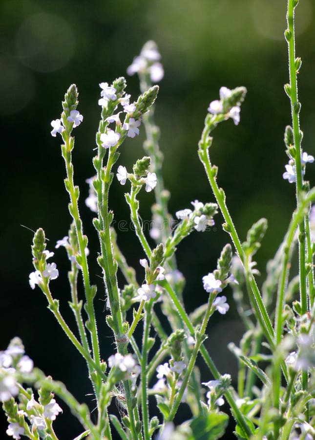 The Medicinal Plant Verbena Officinalis Grows in Nature Stock Image ...