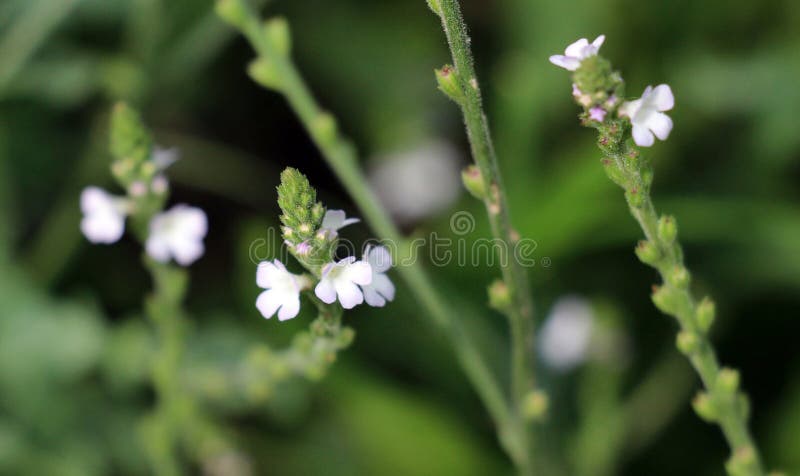 The Medicinal Plant Verbena Officinalis Grows in Nature Stock Photo ...