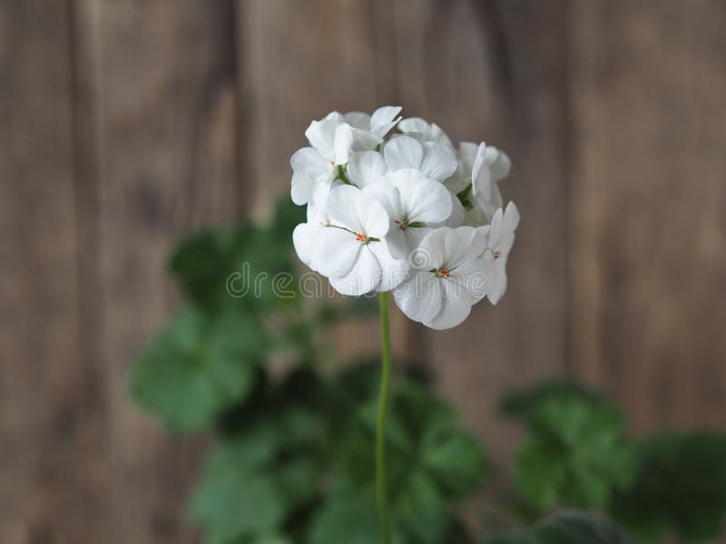 Medicinal Plant.White Delicate Geranium Pelargonium on a Wooden Rustic ...