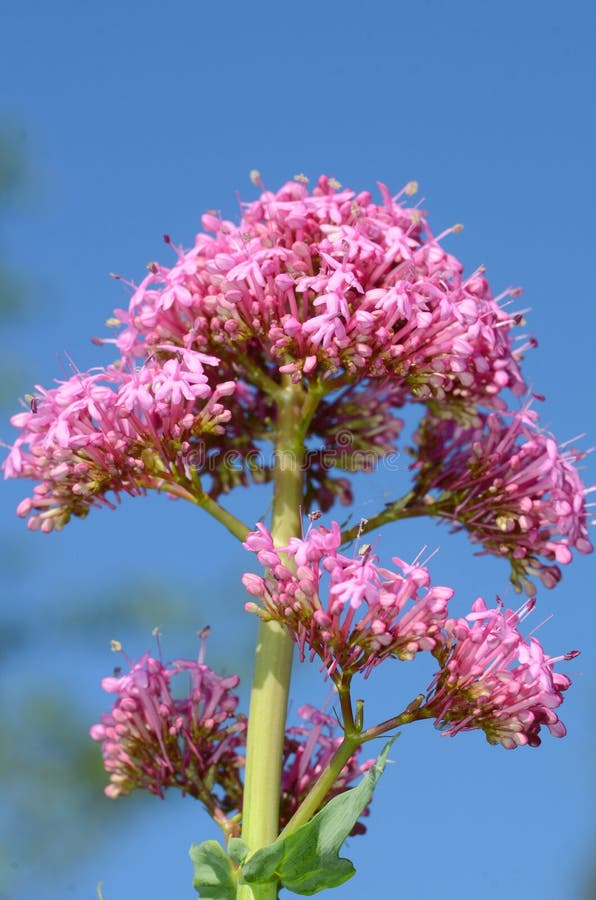 Medicinal Plants: Centranthus Ruber Flowers Stock Photo - Image of ...