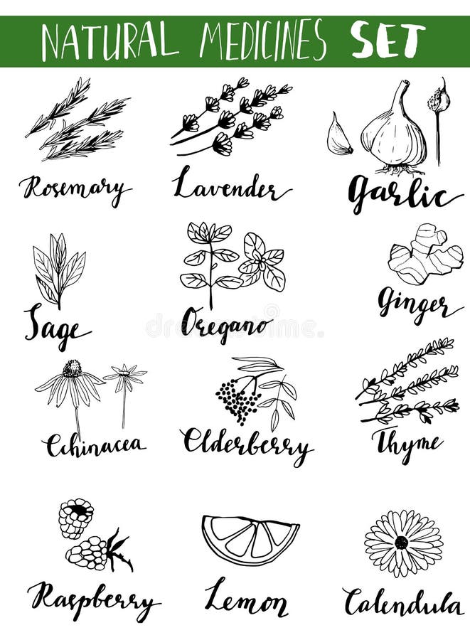 Herbs and Medicinal Plants Collection. Vector Hand Drawn Isolated ...