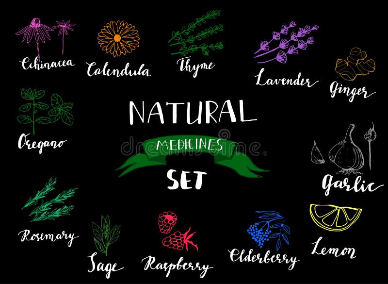 Herbs and Medicinal Plants Collection. Vector Hand Drawn Isolated ...