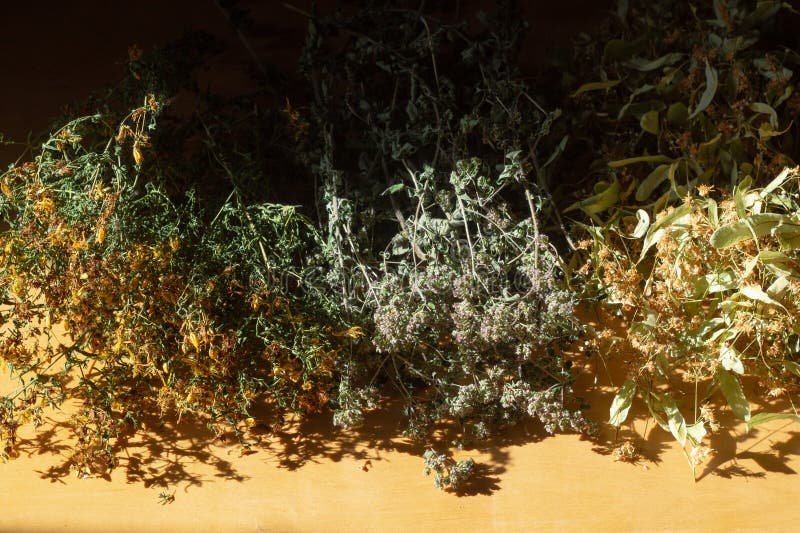 Medicinal Plants Drying on a Wooden Shelf Stock Image - Image of sage ...