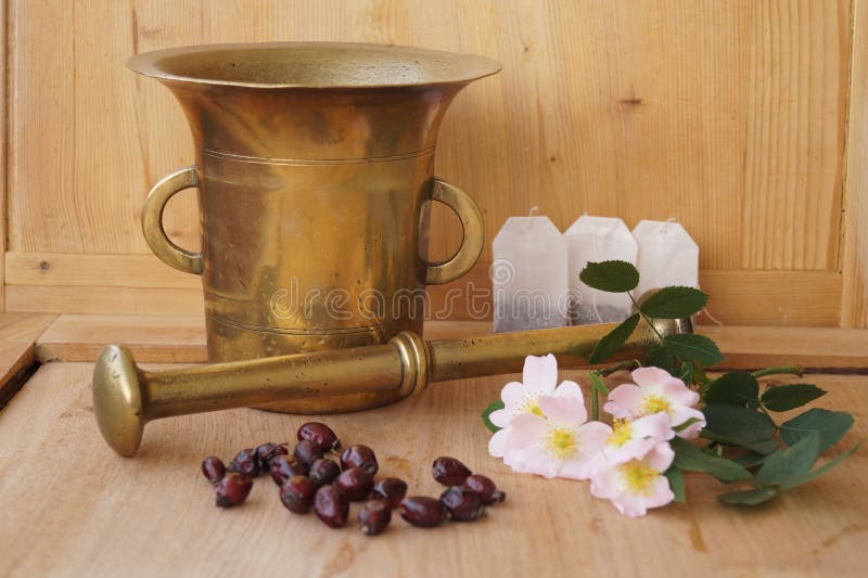 Medicinal Plants - Eglantine Stock Photo - Image of fruit, leaves: 69588538