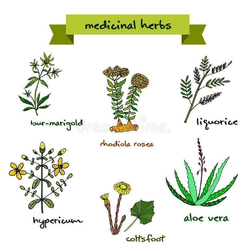 Medicinal Plants. Hand Drawn Illustration Stock Vector - Illustration ...