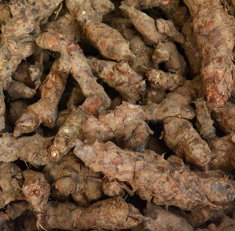 Medicinal Plants root stock photo. Image of homeopathic - 50496898