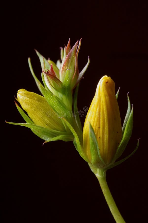 Medicinal Plants - St. John S Wort Flower Buds Hypericum Perforatum ...