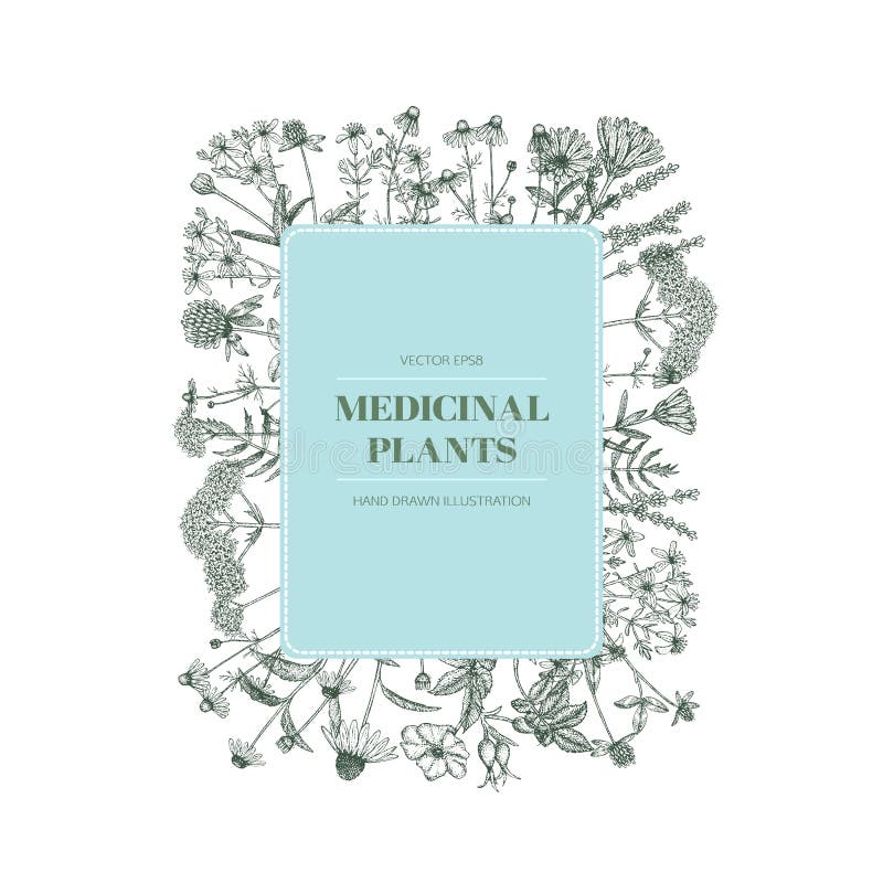 Medicinal plants. stock vector. Illustration of brochure - 114219036