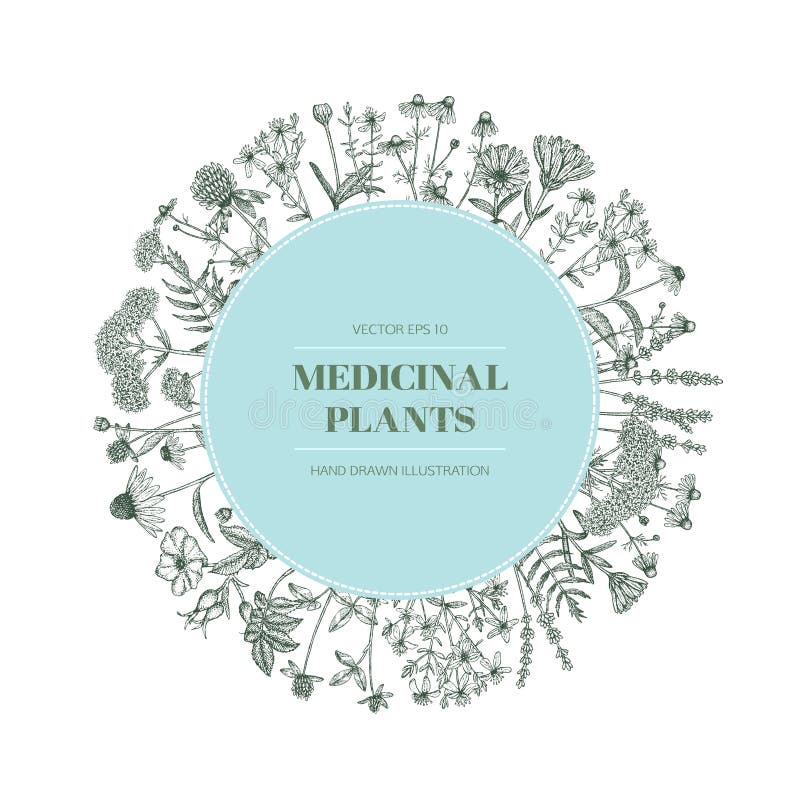Medicinal plants. stock vector. Illustration of banner - 114219087