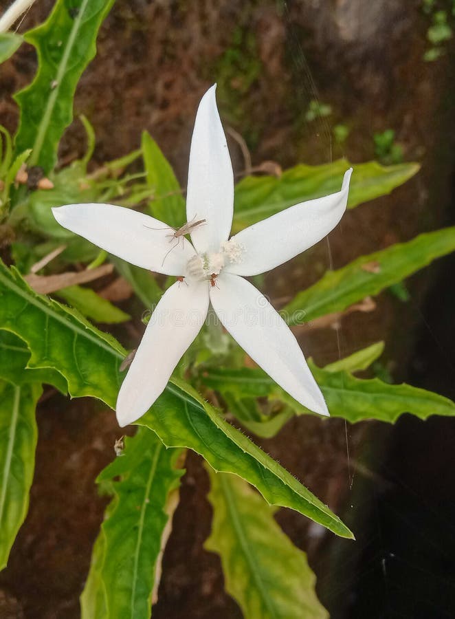 Medicinal Plants Which are Often Called Kitolod Grow Wild Stock Photo ...