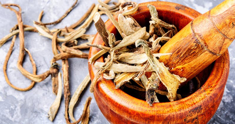 Medicinal root inula stock image. Image of medicinal - 114771849