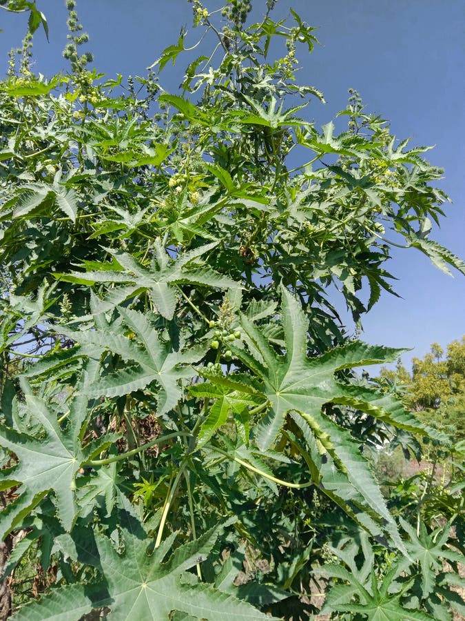 Medicinal Ricinus Communis or Castor Oil Plant Stock Photo - Image of ...