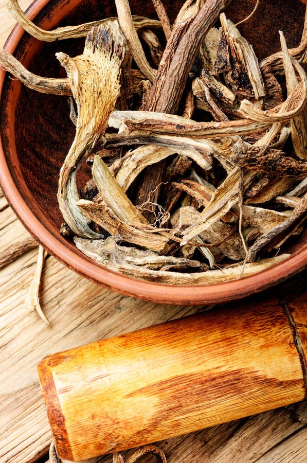 Medicinal root inula stock photo. Image of homeopathic - 114843352