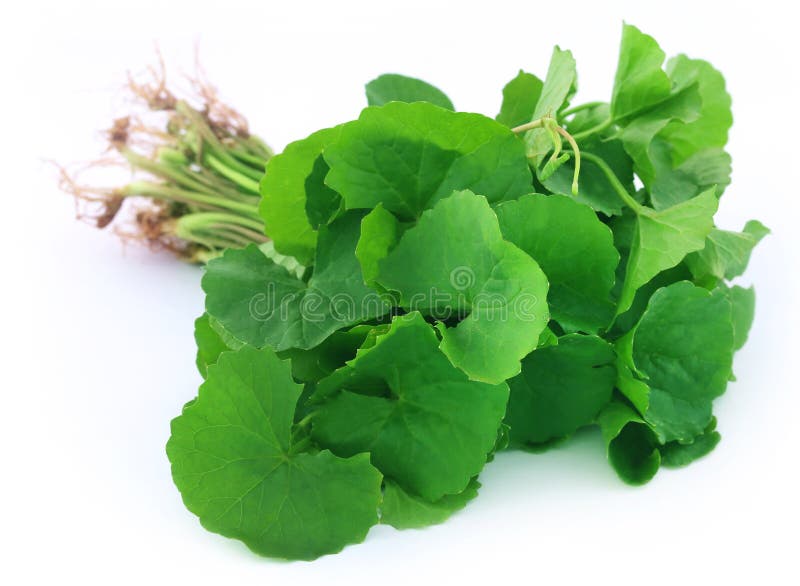 Medicinal Thankuni Leaves or Gotu Kola Stock Image - Image of flavour ...