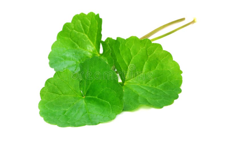 Medicinal thankuni leaves stock photo. Image of pennywort - 112495294