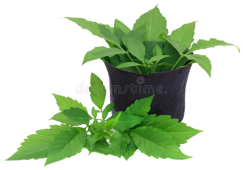 Vitex Negundo with Extract Juice Stock Photo - Image of astringent ...