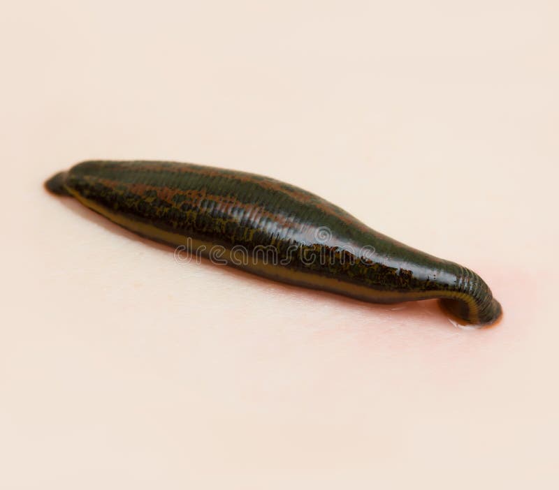 Sangsue-hirudo médicinal photo stock. Image du parasite - 12057250