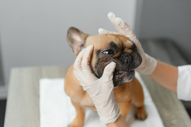 Medicine, Pet Care and People Concept - Close Up of French Bulldog Dog ... Medicine, Pet Care and People Concept - Close Up of French Bulldog Dog ...