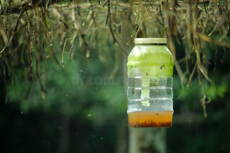Medicine Process To Kill Insects in Vegetable Garden Stock Image ...