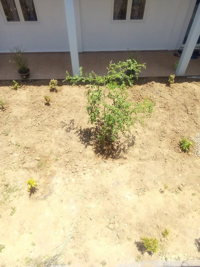 Medicine Tree Fro Kidney Stone Stock Photo - Image of kidney, home ...