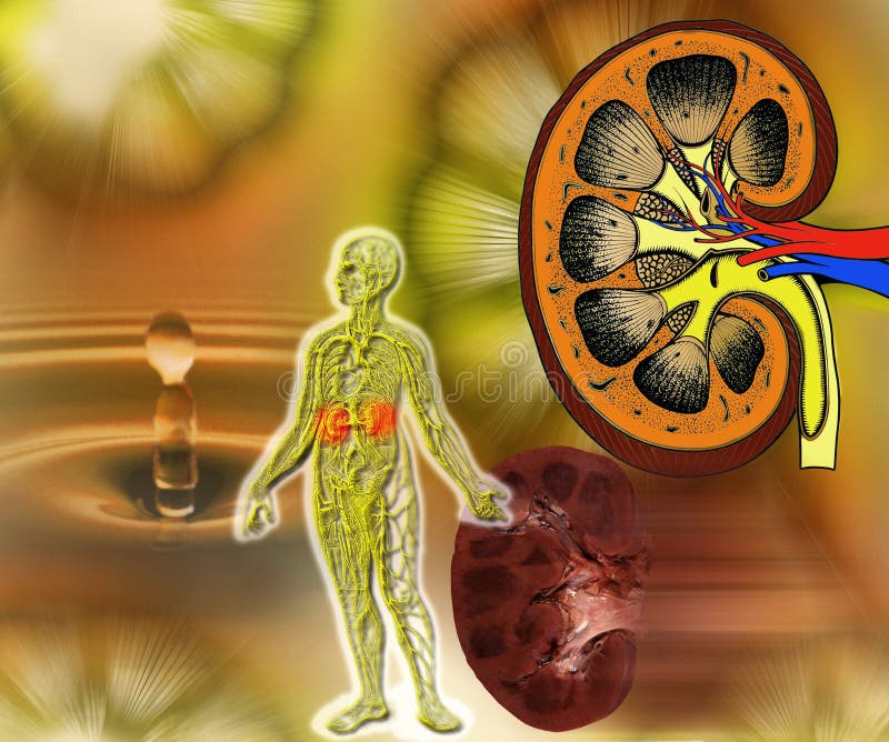 Medico - funzione del rene illustrazione di stock. Illustrazione di ...