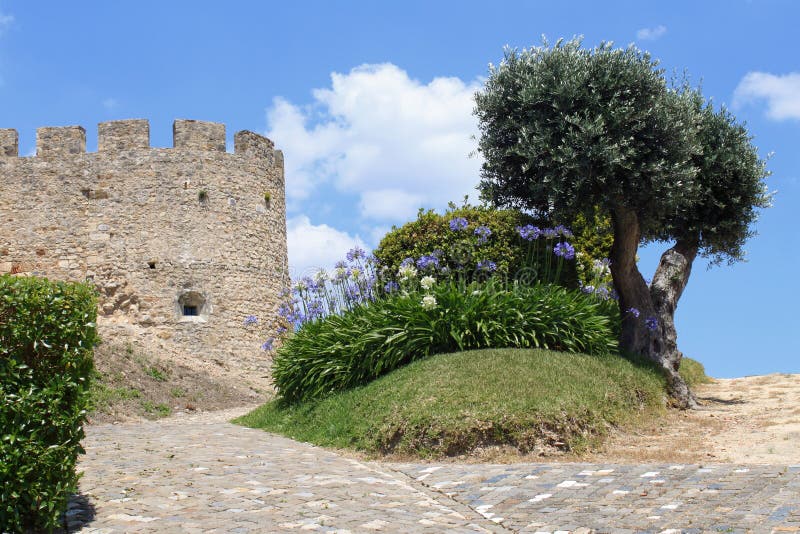 Medieval Castle and Olive Tree Stock Photo - Image of europe, portugal ...