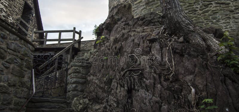 A Huge Tree Growing in a Medieval Castle Stock Photo - Image of castle ...