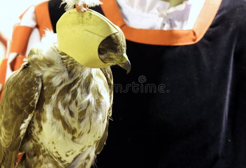 Medieval Falcon with the Cap on Head Stock Photo - Image of falconry ...